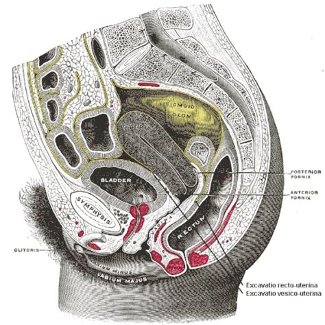 Vesicouterine Pouch Wikipedia