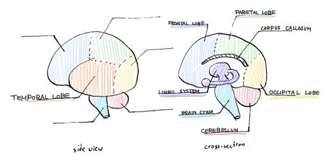 CHAPTER Diagram Quizlet