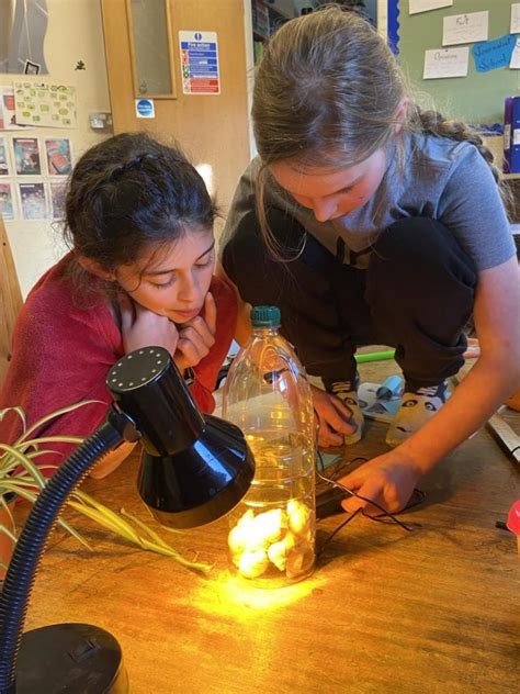 An Alternative To Mainstream As Neill Summerhill School