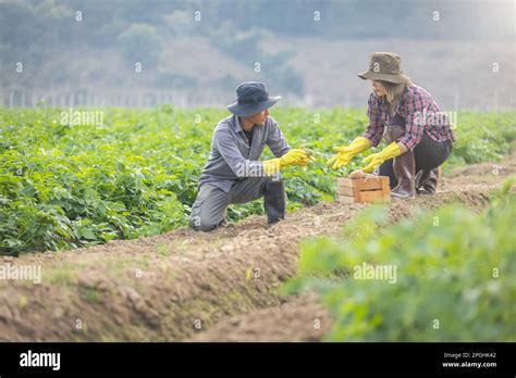 Two Agronomists Examining Potato Growth Analyzing And Recording Data