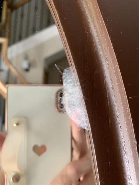 Northwest Indiana Usa Spider Web Cocoon Rspiders