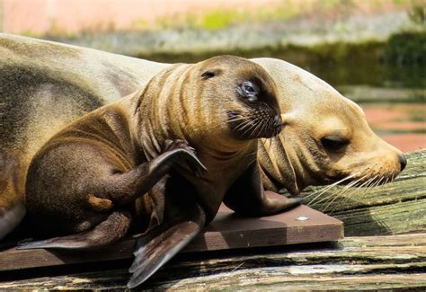 Mom And I Love To Sun Bathe On The Pier So Relaxing Sea Lion