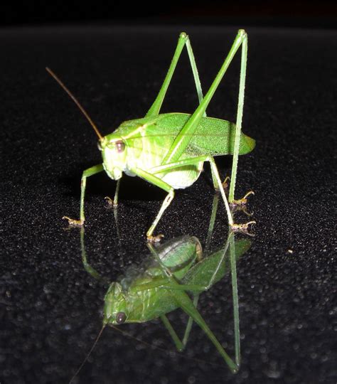 Free Images Green Bug Fauna Invertebrate Mantis Grasshopper Katydid Locust Macro Free Images Green Bug Fauna Invertebrate Mantis Grasshopper Katydid Locust Macro