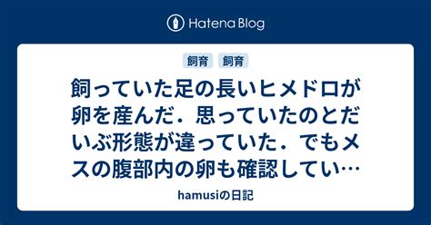 Hamusi
