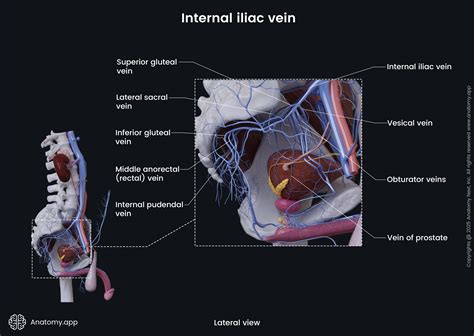 Pelvic Vessels Anatomy Antique Illustration Of Human Body Anatomy