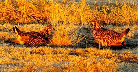 Mccook Nebraskas Entertaining Greater Prairie Chickens Mating Dance