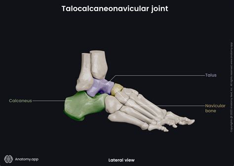 Navicular Anatomy