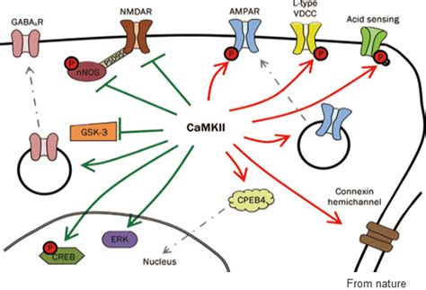 Protein Kinase Classified By Catalytic Domains Sino Biological