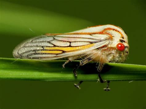 Oak Treehopper L Beautiful Variety Our Breathing Planet