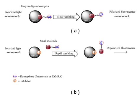 Fp Assay Design A Binding Of The Fp Probe To Afugm Leads To