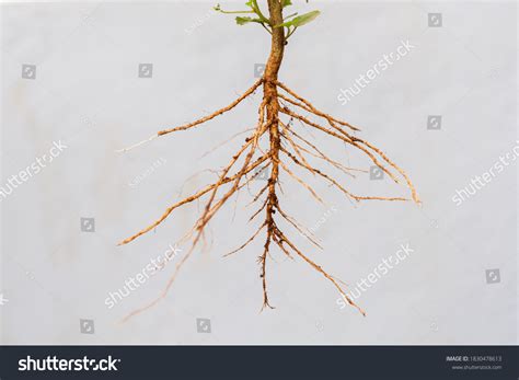 Primary Root System