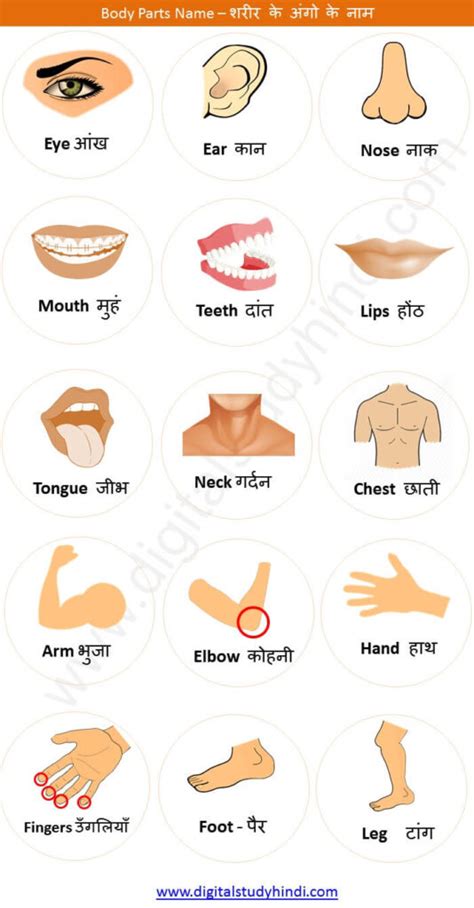 Body Parts Name In Hindi