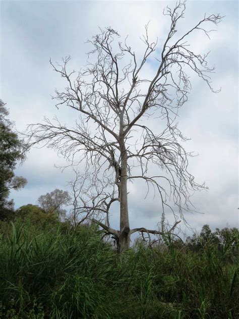 Naked Tree In A Bush Landscape Nature Stock Image Image Of Leaves Bush