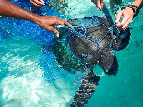 Sea Turtle Conservation In The Maldives