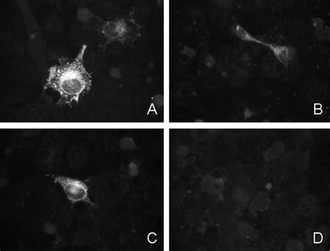 Immunofluorescence Imaging Of The Pci Neo Vector Expressing The H5 Download Scientific Diagram Immunofluorescence Imaging Of The Pci Neo Vector Expressing The H5 Download Scientific Diagram