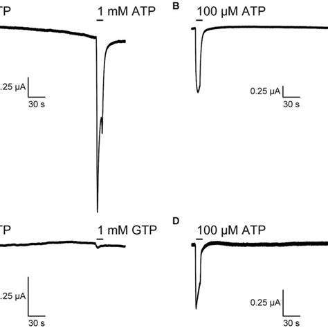 Atr Ftir Spectroscopic Analysis Of Zfp2x4 For The Atp And Ctp Bindings Download Scientific
