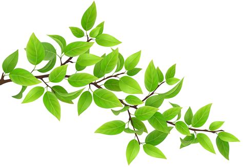 Free Photo Branch Green Leaf Leave Free Download Jooinn