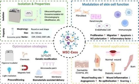 间充质干细胞衍生的外泌体：用于皮肤伤口治疗的多功能纳米材料 Nano Research X Mol