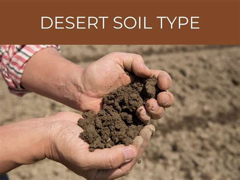 Desert Soil Profile