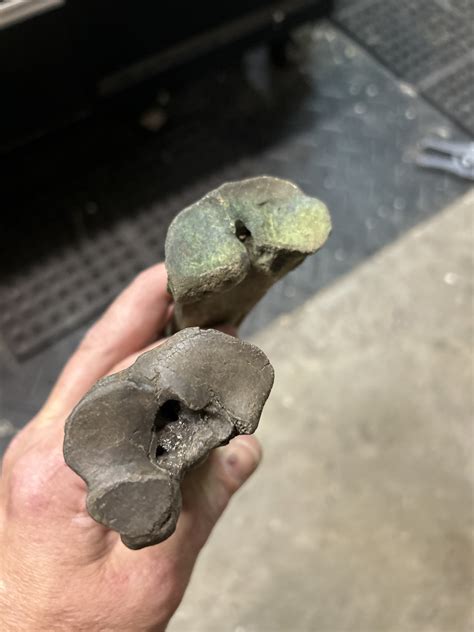 Need Bone Fossil Id Fossil Id The Fossil Forum