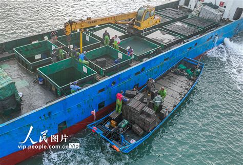 山东荣成鲍鱼南下越冬 中国福建三农网