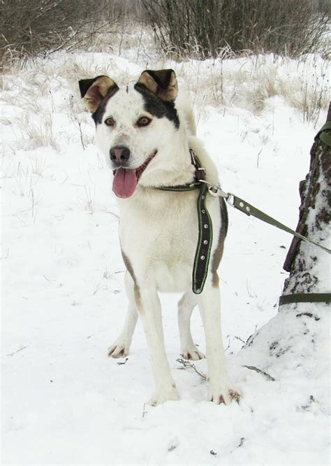 Иваново ОРЕШЕК Молодой красивый крупный подтянутый как спортсмен добрый очень