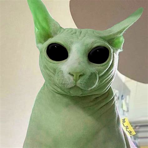 Alien Cat Meme Marvel Gatos Banner