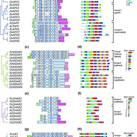 Exon Intron Structure And Conserved Motifs Analyses Of Apx Mdar Dhar