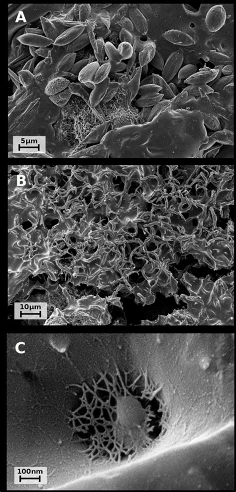 A Sem Image Of The Working Electrode Modified With Pa−ds−mwcnt And