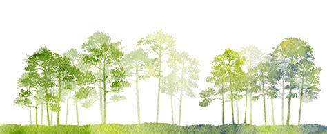 Trees Background Watercolor Images Browse Stock Photos Vectors And Video Adobe Stock