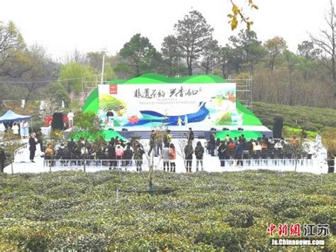 南京浦口千亩茶园进入采摘期 老山雨花茶 全面上市中国新闻网 江苏