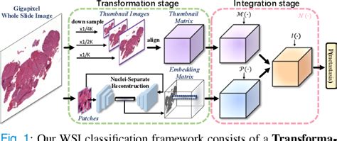 Figure 1 From Dsnet A Dual Stream Framework For Weakly Supervised Gigapixel Pathology Image