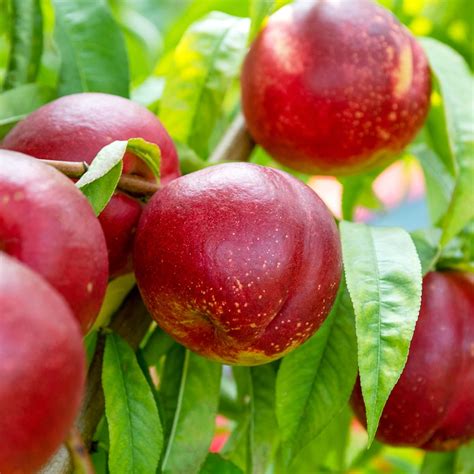 Nectarine Fruit Tree