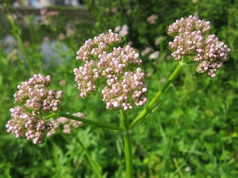 Valerian Plant How To Grow And Use This Powerful Ally Garden And Happy
