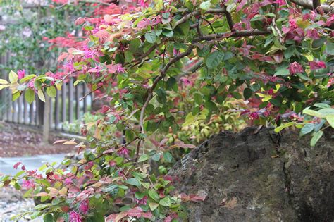 CAP Exam Resources Aesthetic Pruners Association