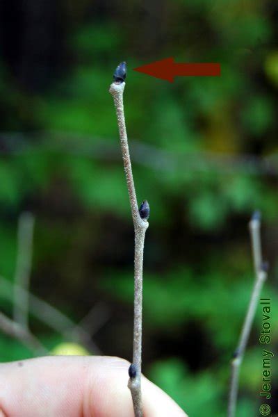 Sfa Dendro Twig Morphology Buds
