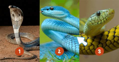 কে তোমাকে বিশ্বাসঘাতকতা করবে তা দেখতে সাপটিকে স্পর্শ করো ডিগফান সব খেলা ক্যুইজ ট্রিভিয়া