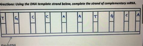 Solved Irections Using The DNA Template Strand Below Chegg Com