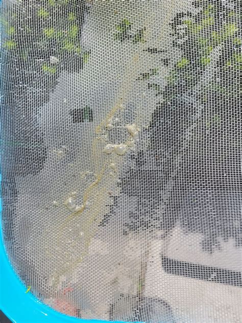 How To Get Rid Of Yellow Or Mustard Algae From Your Pool Peony Street