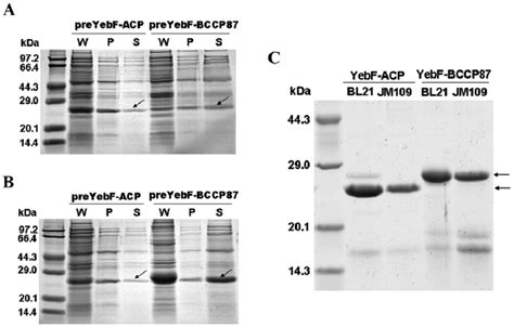 Sds Page Analysis Of The Expression And Purification Of Recombinant