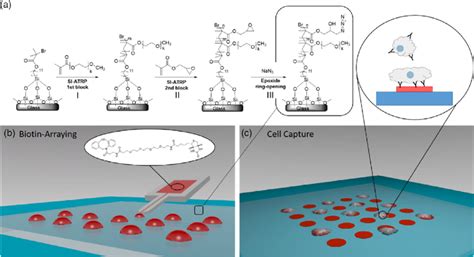 Preparation Of Microarrays On Hierarchical Polymer Brushes For The