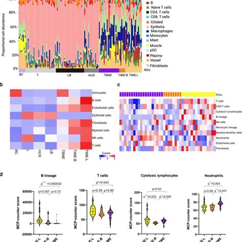Spatial Specificity Of Cellular Composition And Gene Expression In The Download Scientific