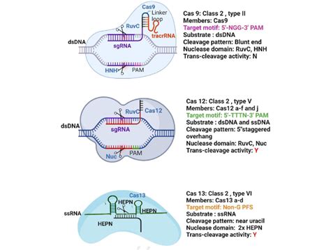 Schematic Presenting The Characteristics Of Class Ii Crispr Cas Download Scientific Diagram