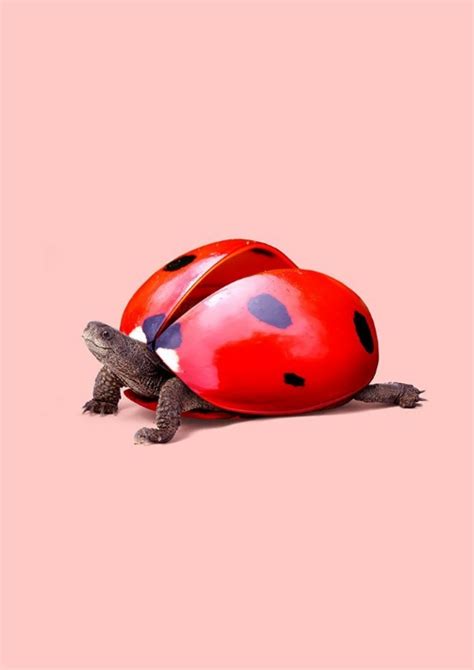 Somerset House Images Ladybug Turtle