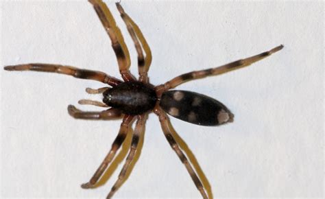White Tailed Spider New Zealand All You Need To Know Professional Pest Manager