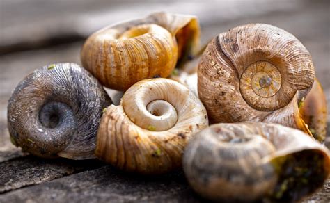 Snails Shell Mollusk Free Photo On Pixabay Pixabay