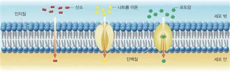 [통합과학]3 01 2 세포막을 통한 물질의 출입 세포막 구조 확산과 삼투 네이버 블로그