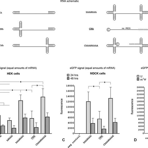 Ires Based Mrna Vectors With Terminal Hairpins Demonstrate An Download Scientific Diagram