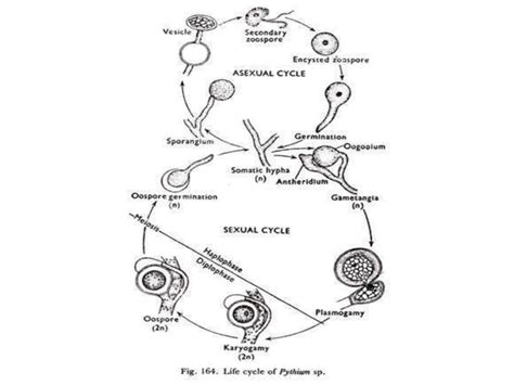 Life Cycle Of Pythium Albugo Erysiphe Claviceps Ustilao And Puccinia Fungi PPTX