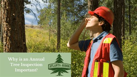 Annual Tree Inspection When To How To Why And Cost Atlanta Arbor